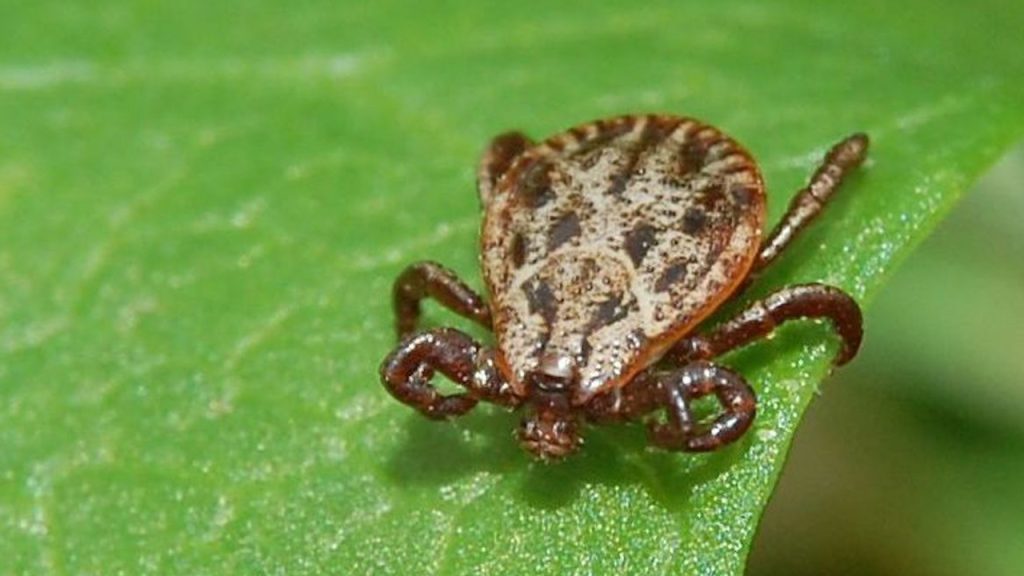 Garrapatas
